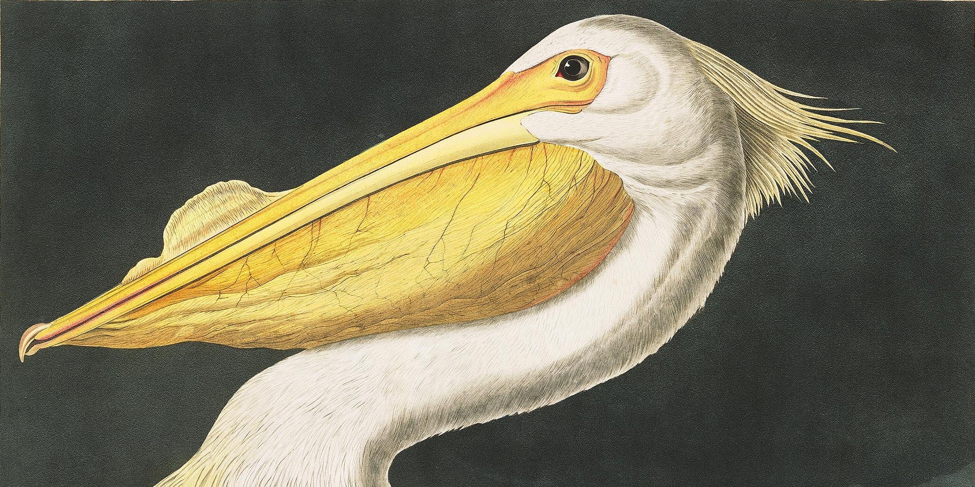 Audubon's Birds of America – The Unique Maps Co.